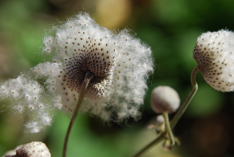 Wife, Mother, Gardener: Japanese Anemone Seed Fluffs