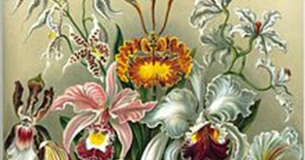 teach7g-education@CORNERSTONE MINISTRIES: CXC ENGLISH B POEM: "ORCHIDS ...