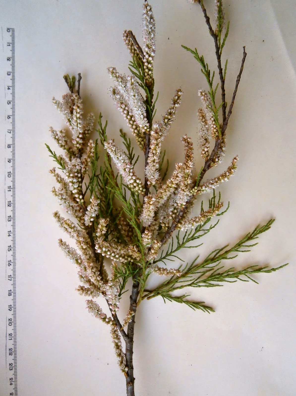 HERBARIO VIRTUAL DE BANYERES DE MARIOLA Y ALICANTE: Tamarix africana ...