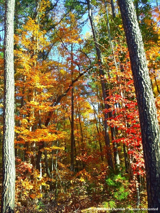 A Warm Winter Legacy: Leaf Flushing and Senescence Long-Term ~ Science ...