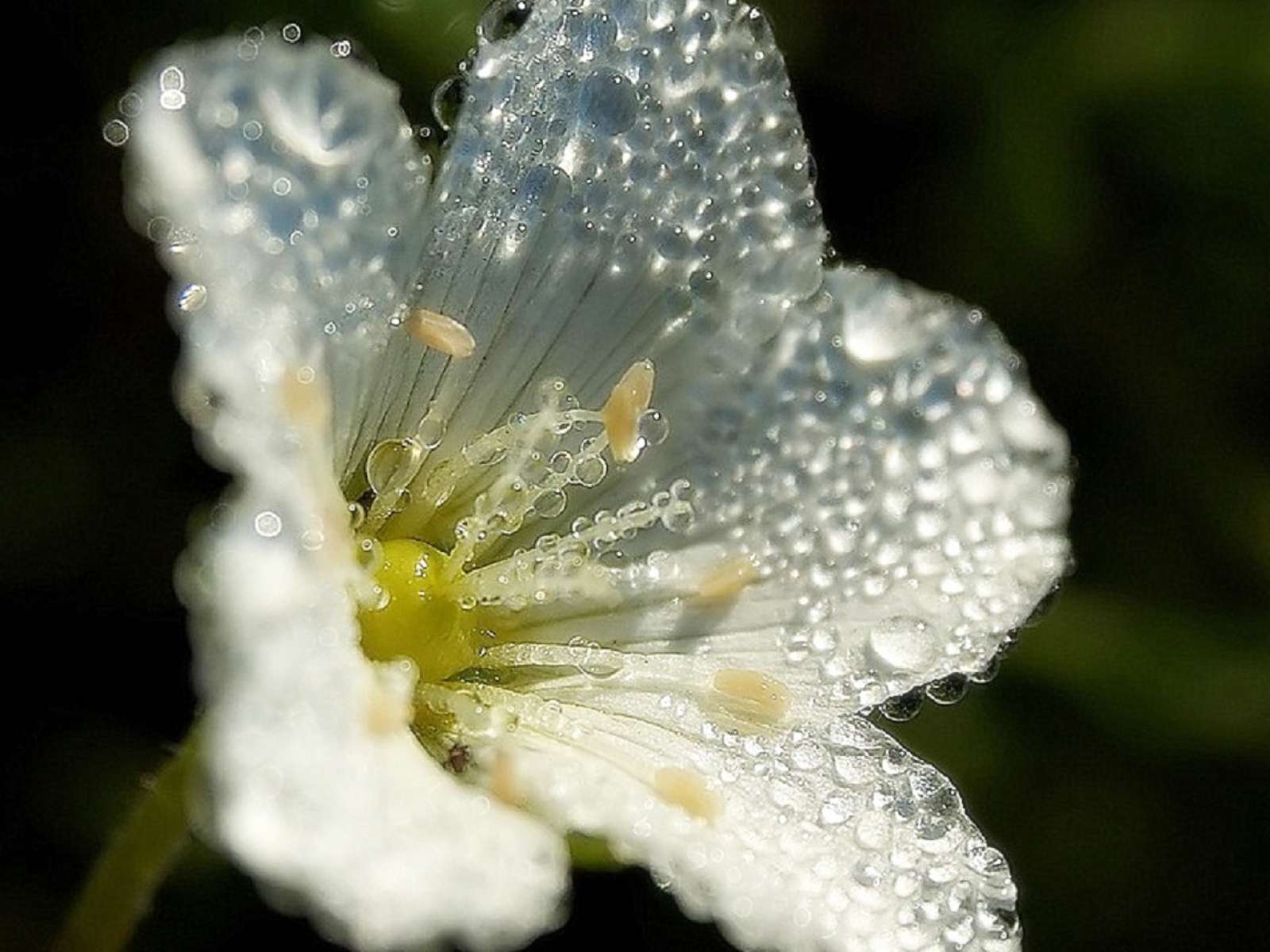 Yüksek Çözünürlüklü Güzel HD Resimler - Kaliteli HD Resimler | Rooteto