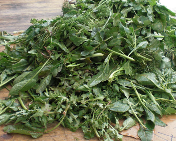 Der Geschmack von Kreta: Stamnagathi - vom Wildkraut zum Blattgemüse