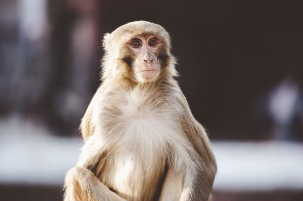 Archicebus achilles Leluhur Primata - Dunia Sains