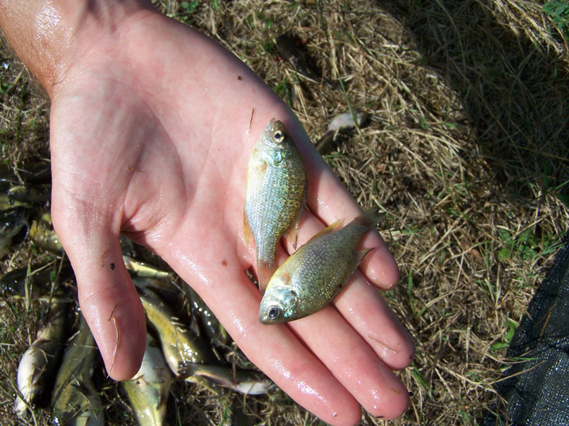 Pecher la carpe au coup: Etang a Conflans sur Seine (51)