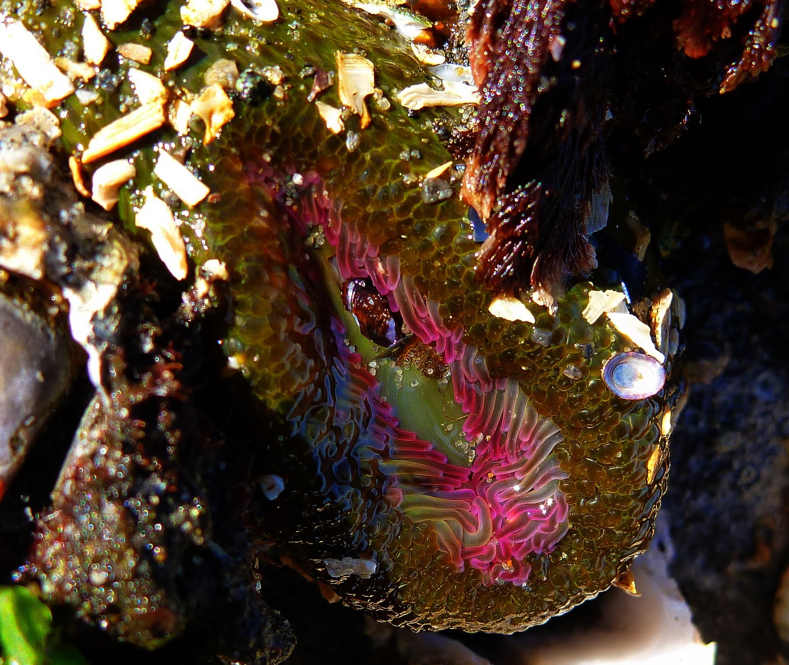 Buzz's Marine Life of Puget Sound: Hi Guys......er, HIGH GUYS