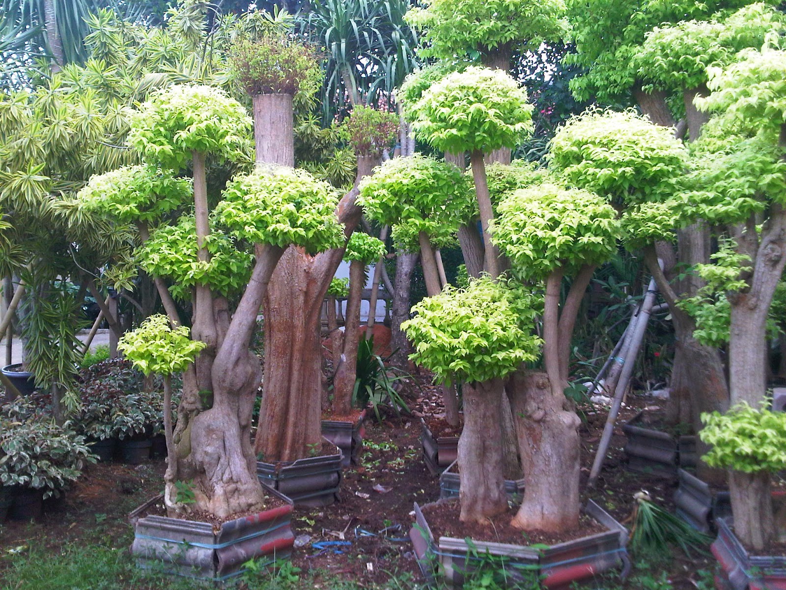 Bonsai Anting Putri | Pohon Anting Putri | Tukang Pohon Anting Putri ...