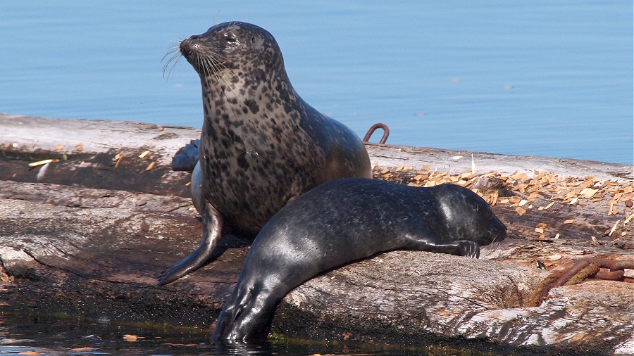 Powell River in Photos: Harbour Seal Parenting