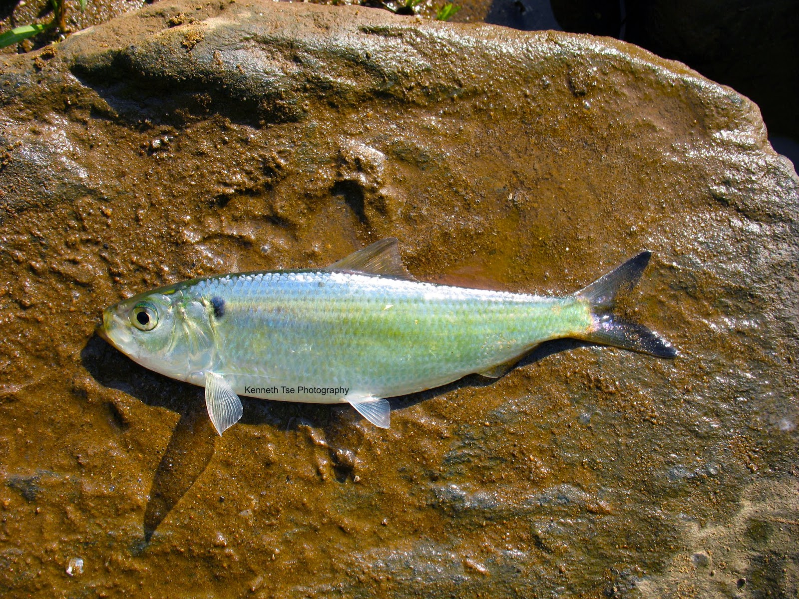 Post Your Forage - Page 2 - Other Fish Species - Bass Fishing Forums