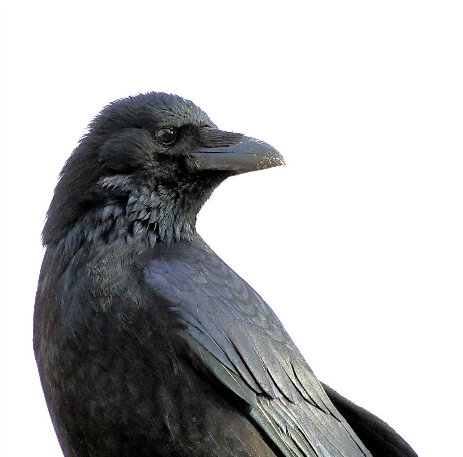 Mijn natuur: Zwarte kraai