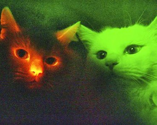 The Art of Science: Glowing Cats