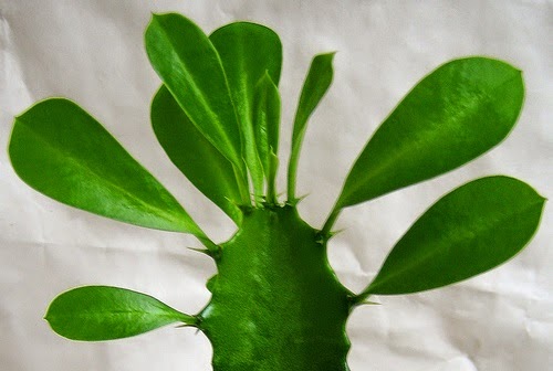 Duri (Spina) ~ MUNAWI INSIDE