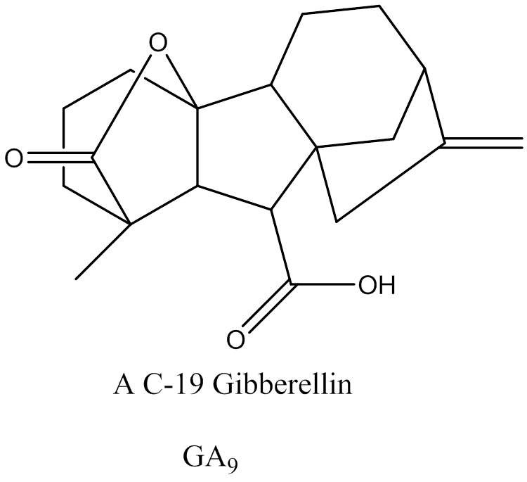 Plant Hormones (part 1) | hormone | Gibberellins - Kamus Tani