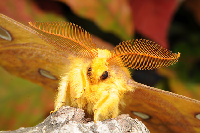 boredpandaphography: Top 10 Beautiful Photography Venezuelan Poodle Moth Animals