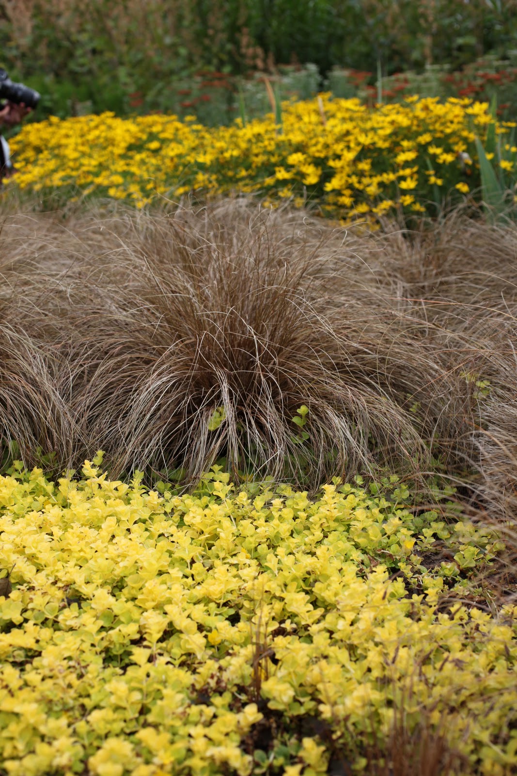 Garden Living: Sammenplanting med prydgress