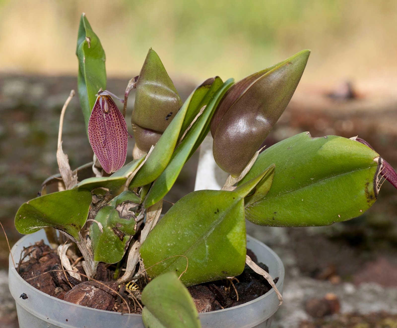 orchideje, kaktusy a jiné rostliny - petr turecký: Restrepia sanguinea ...
