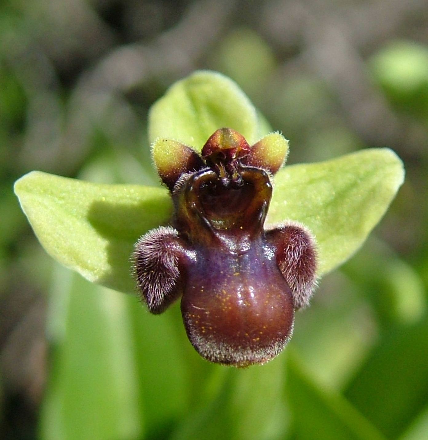 Flowers of Ymittos & Parnitha: ORCHIDACEAE - ophrys