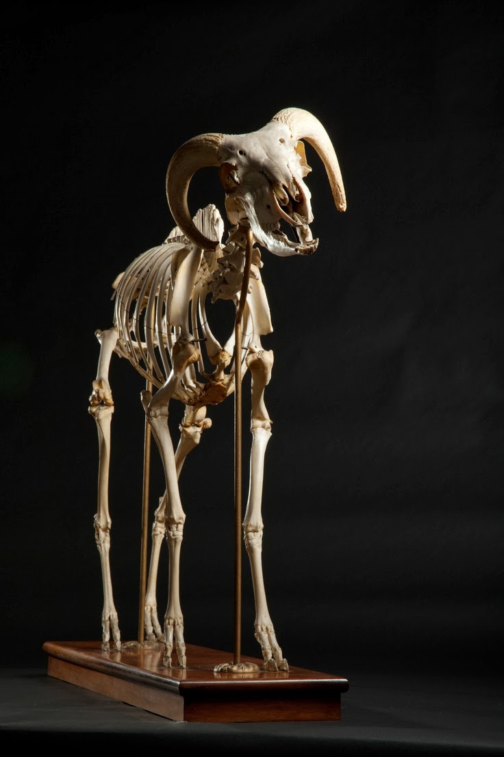 Ram's Horn: Ram skeletons and reference