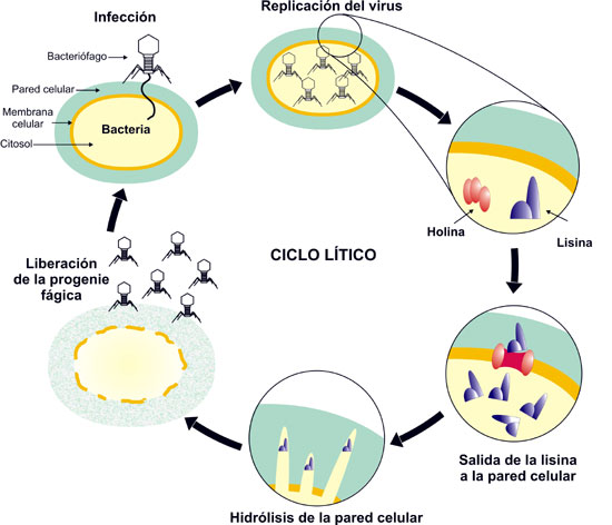 Ciencias del Mundo Contemporaneo por Aitor cañete.: Ciclo bacteriófago.