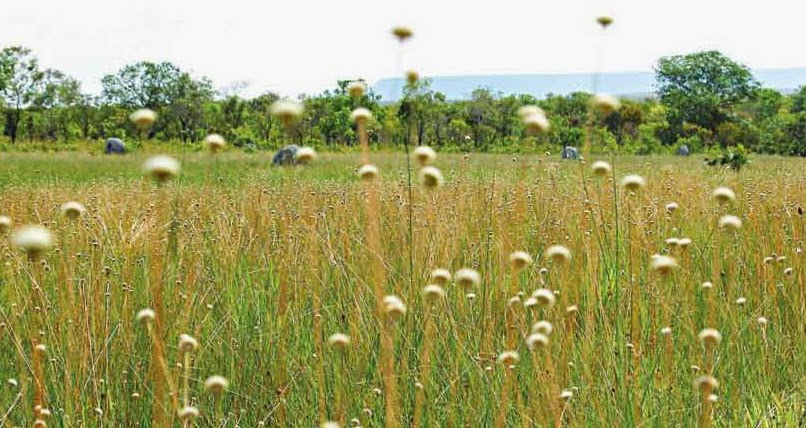Terra_Viva: Capim Dourado