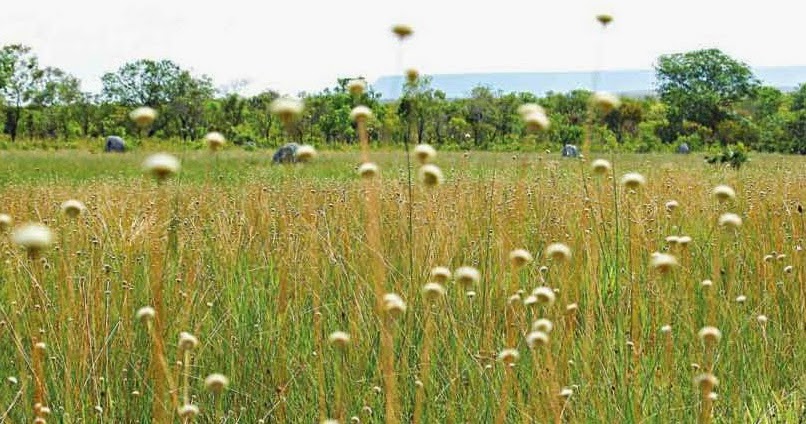 Terra_Viva: Capim Dourado