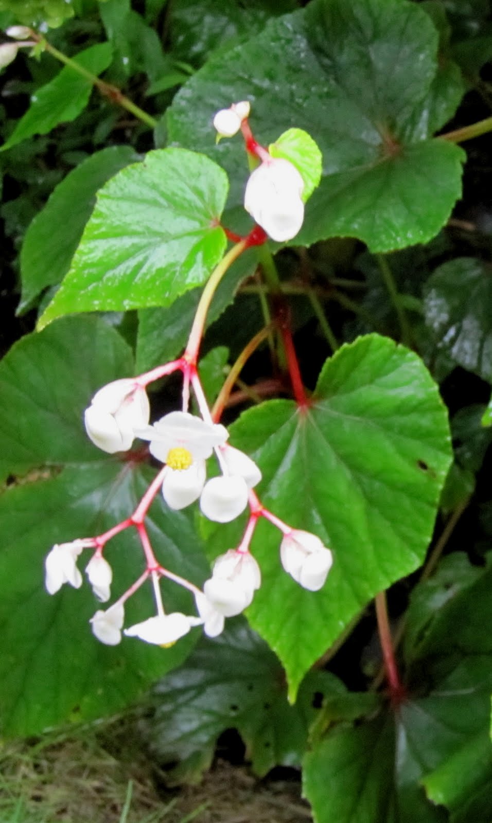 Franklin County (PA) Gardeners: Bloom Day 4, September 7, 2011