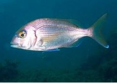 Conociendo el Mar: pez Besugo