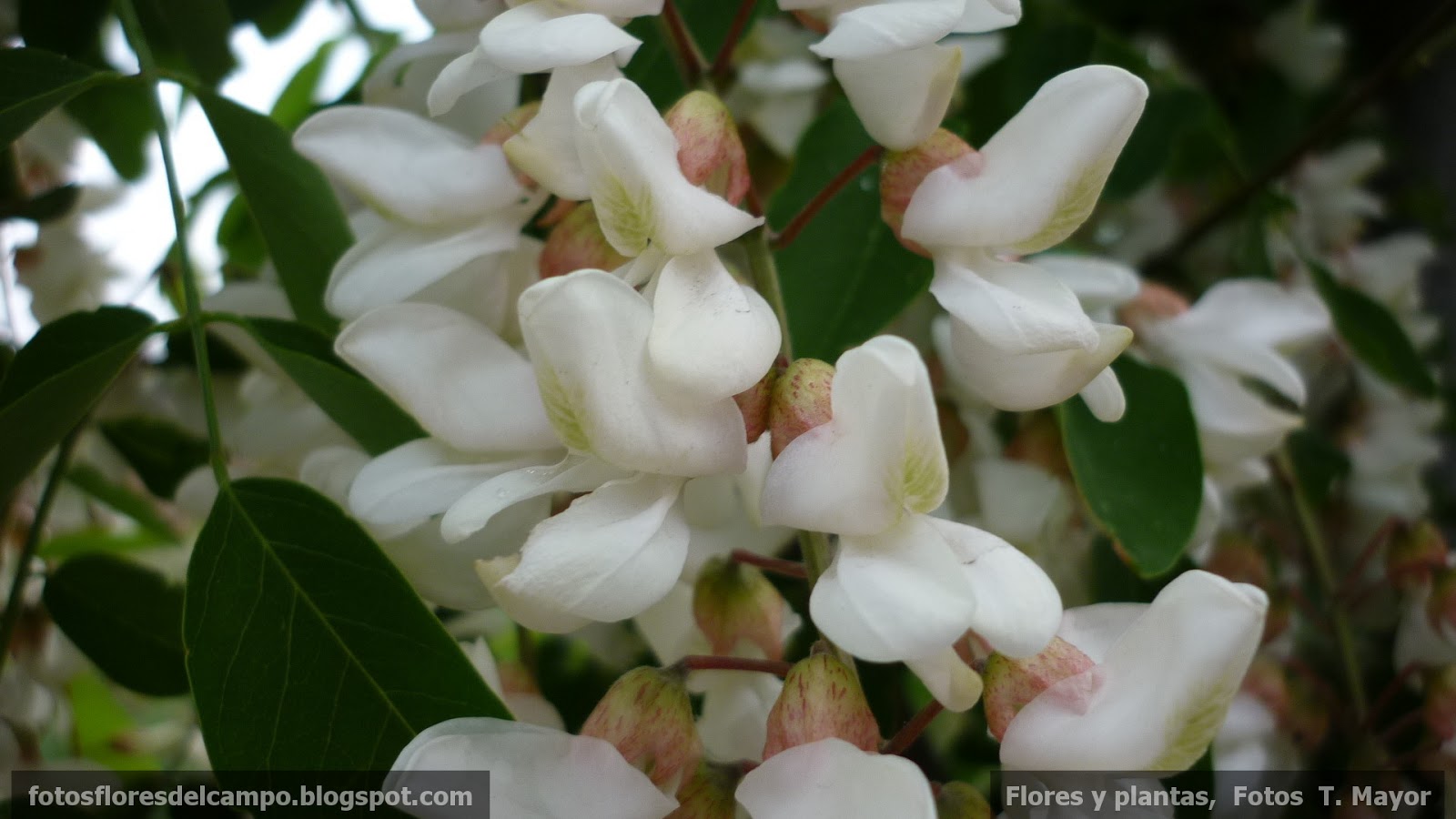 Flores y plantas silvestres: " Robinia pseudoacacia ".Robinia, Falsa ...
