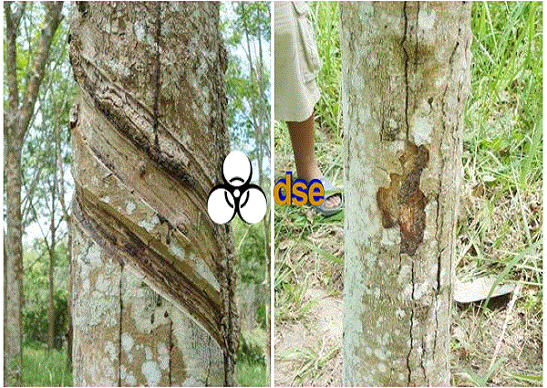 PENGEDAR BAJA ORGANIK NANOSEL TAWAN DANG (RED SUN): Pokok Getah dan ...