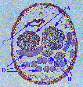 ბიოლოგიის გამოცდის ექსპერიმენტული ნაწილი