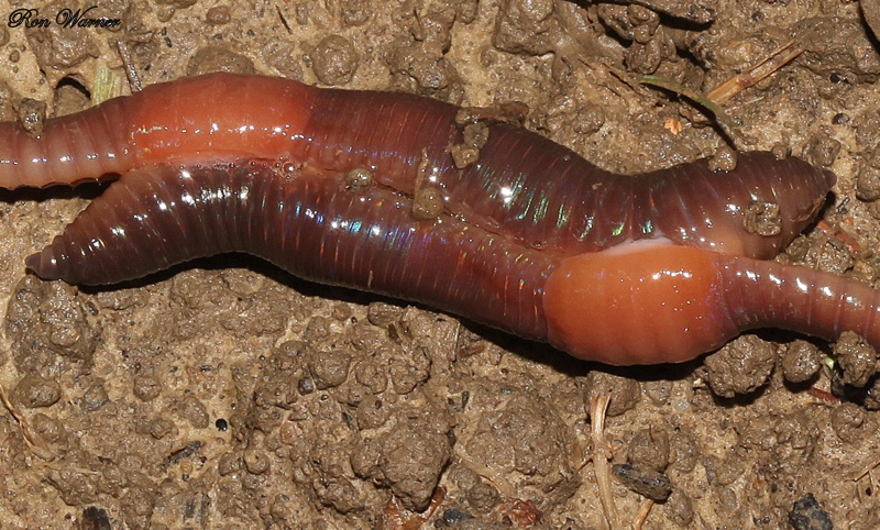 Karakteristik Biologi Cacing Tanah (Annelida)
