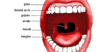 peeled news: acid reflux sore throat