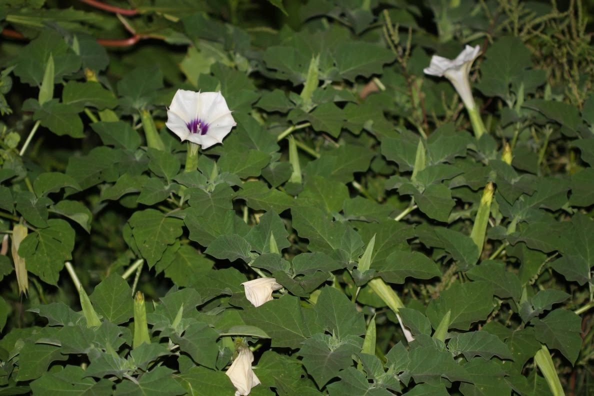 Flora de Puerto Rico Ilustrada Papo Vives: SOLANACEAE DATURA INOXIA ...