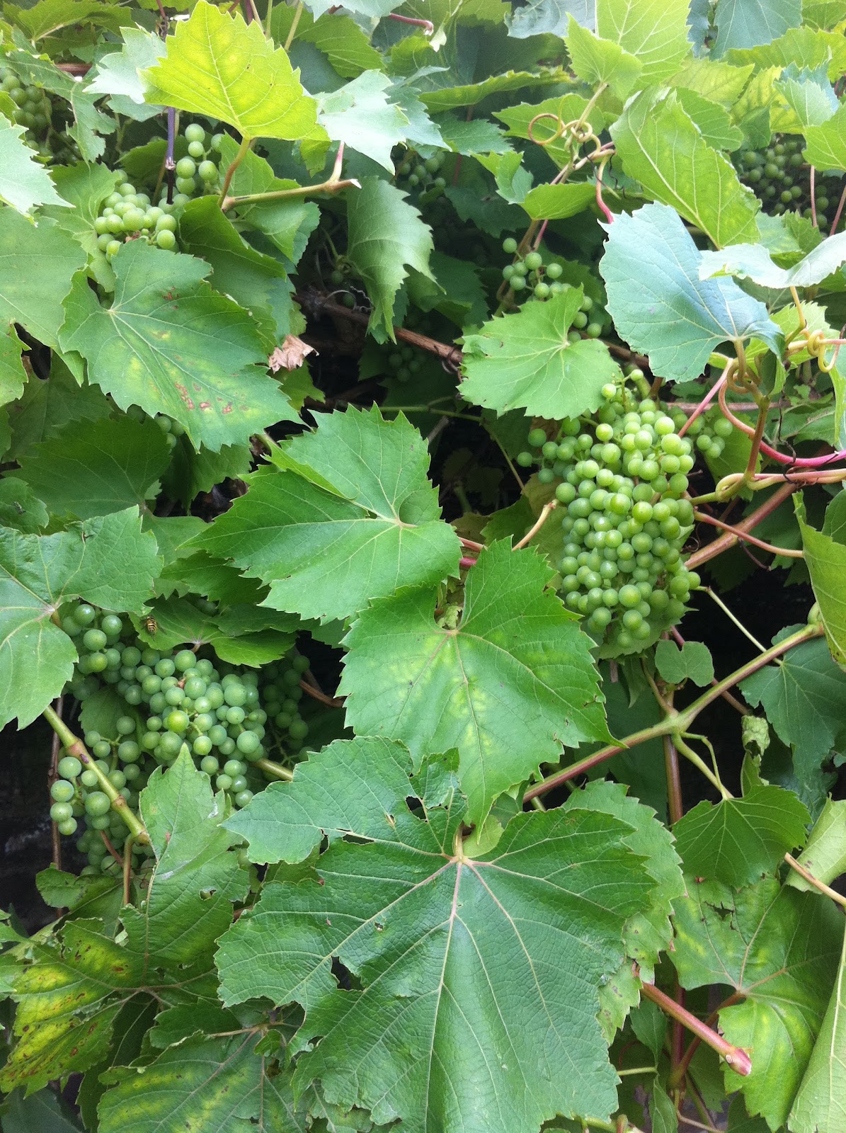 Greedy Growing: The wrath of grapes?