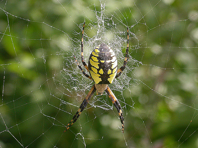 Squirrel's View: Argiope (Garden Spider)