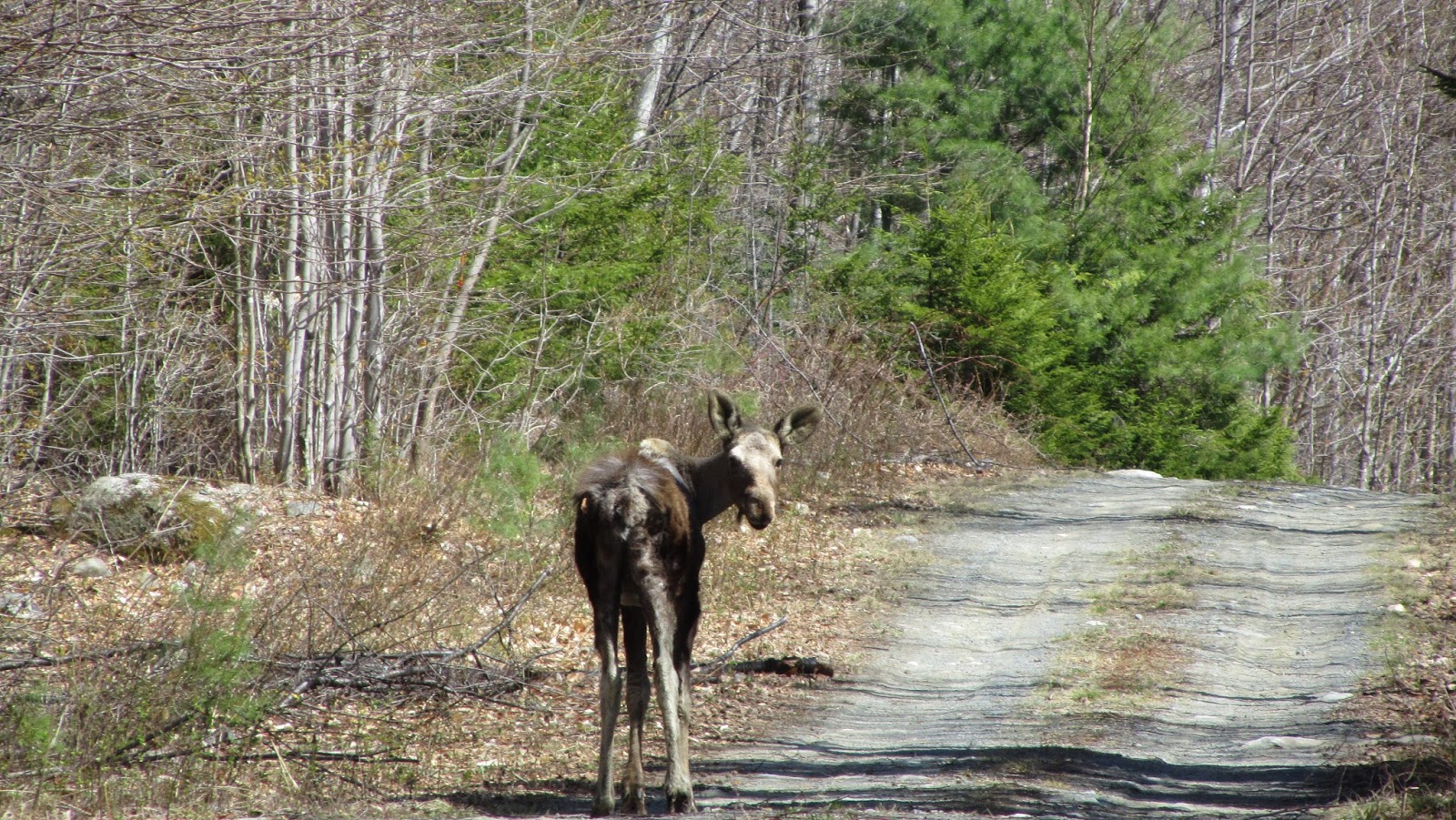 Tomcat's Outdoor Adventures: Moose Mayhem on Mountain Bike Ride and ...