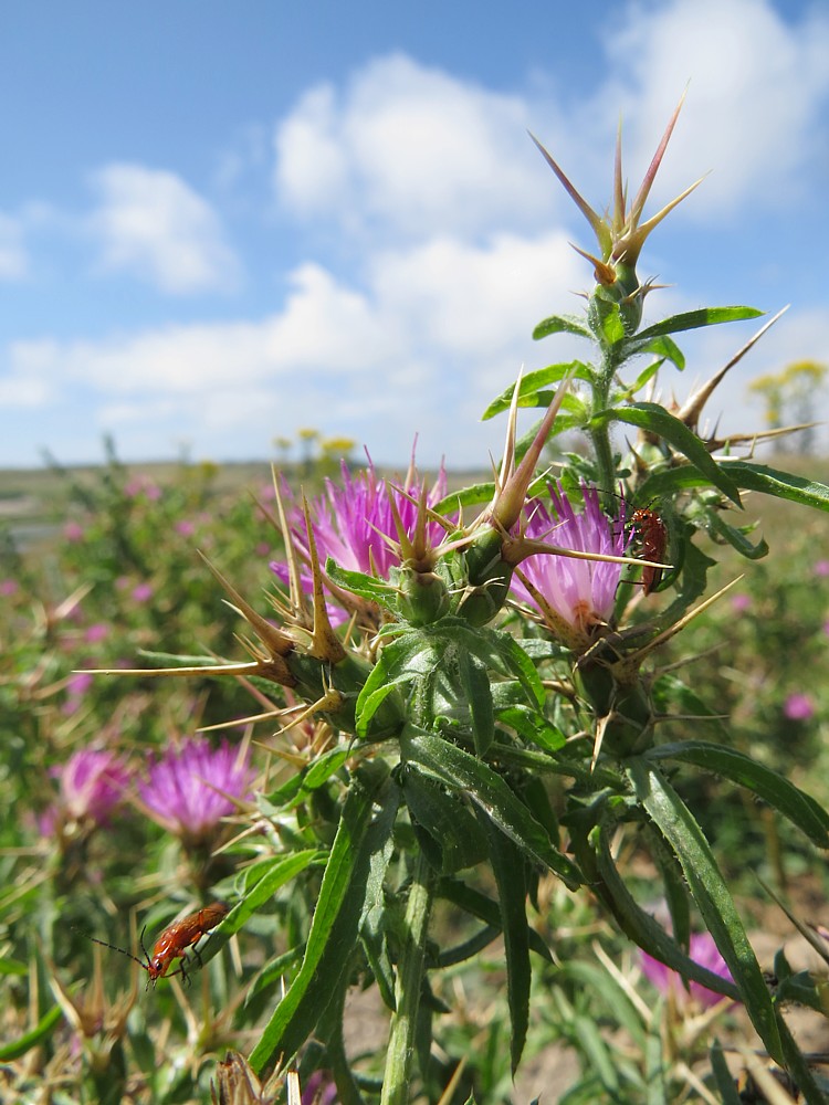 Wildwings and Wanderings: Rare Wildflowers in Sussex, Essex and Kent