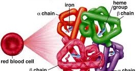 Hemoglobin ve Miyoglobin Arasındaki Farklar
