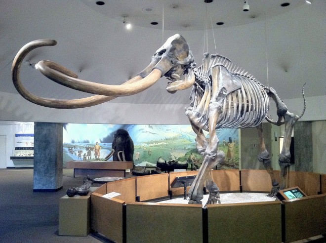 La noche de los gigantes (I): la Megafauna norteamericana