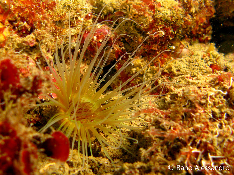 Necton e Plancton: Cnidari: Cerianto