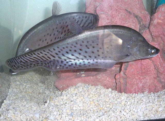 Aquatic Fish: Ikan Belida