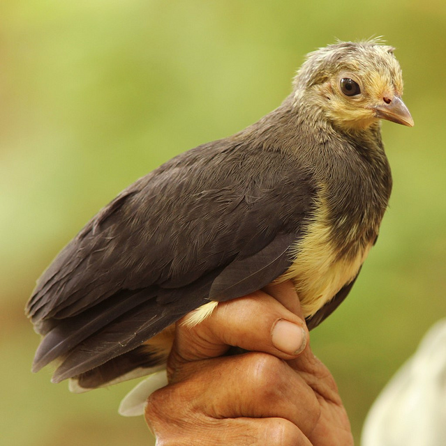 Maleo - The Bird That Can Fly The Moment it Hatches | The Ark In Space