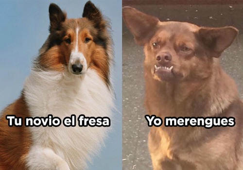 Memes de perros 🐶