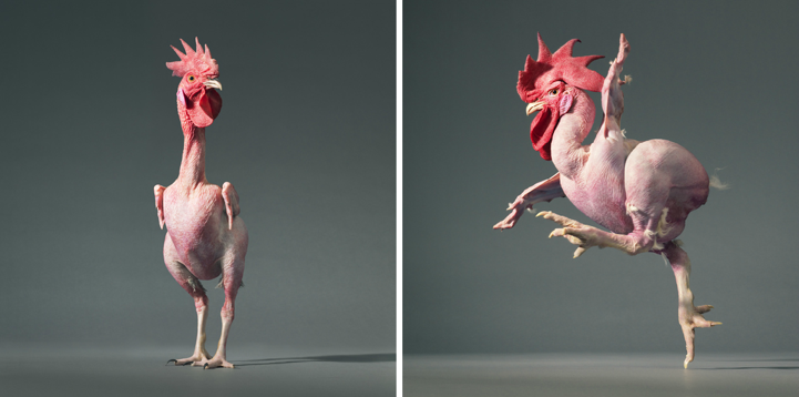 design-dautore: Animal Portraits by Tim Flach