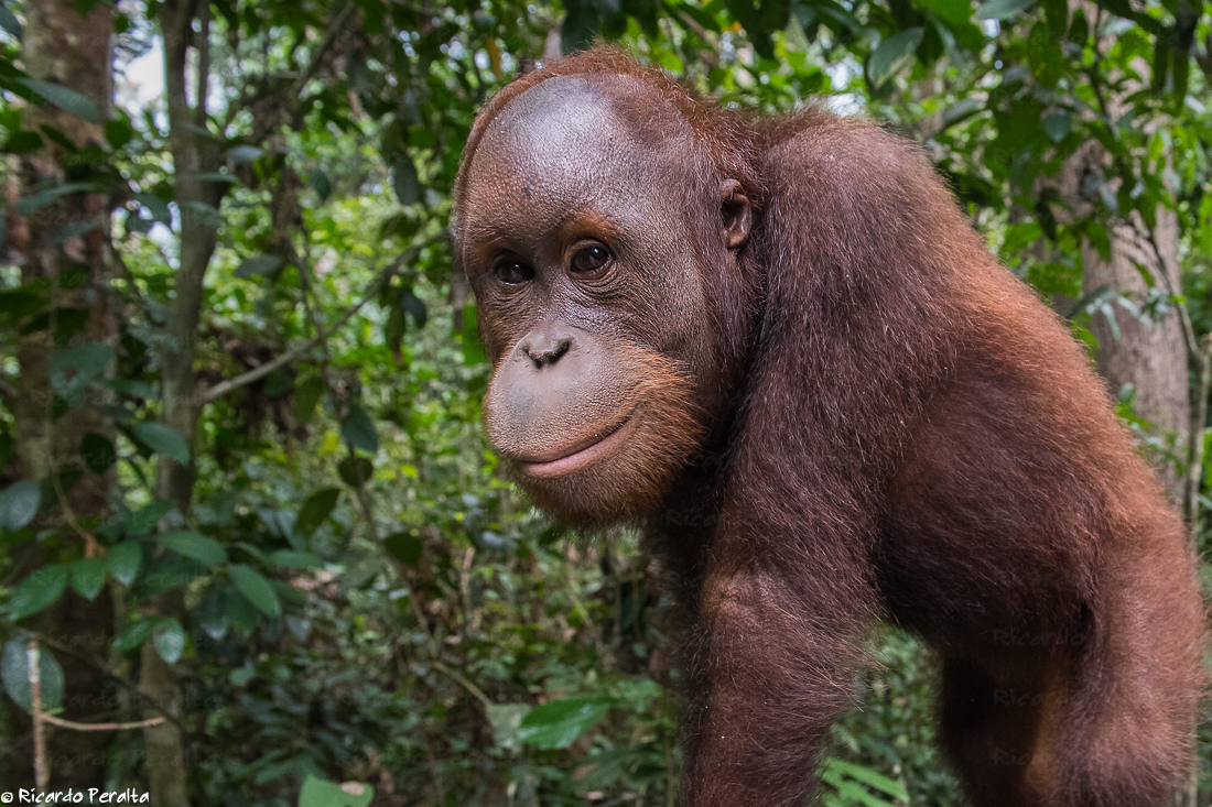 Ricardo Peralta. Fotógrafo de Naturaleza: Orangután de Borneo (Pongo ...