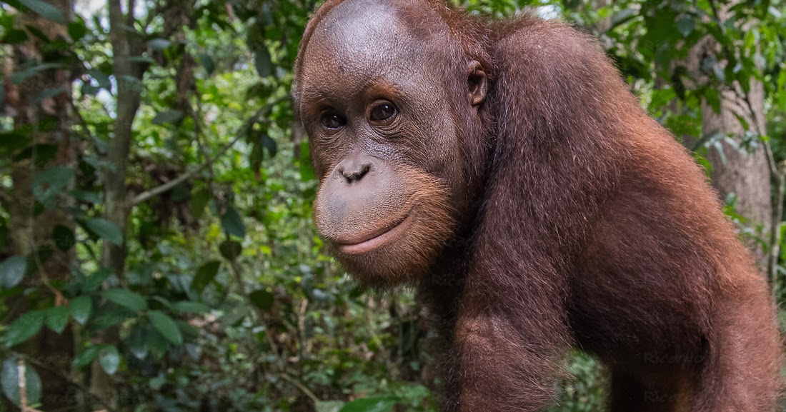 Ricardo Peralta. Fotógrafo de Naturaleza: Orangután de Borneo (Pongo ...