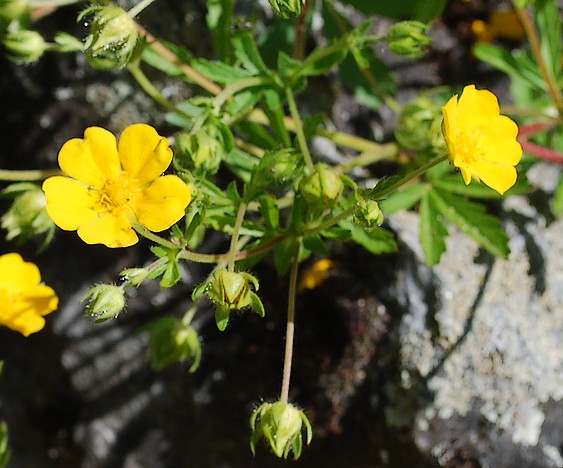 Flore sauvage en Suisse (et Jardins botaniques): POTENTILLA INCLINATA Vill.