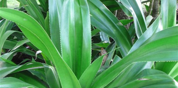 Flora de Puerto Rico Ilustrada Papo Vives: PANDANACEAE PANDANUS PACIFICUS