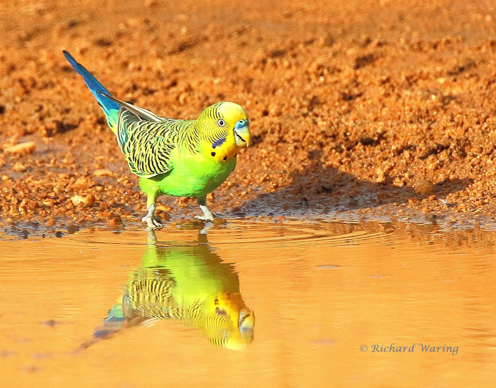 Richard Waring's Birds of Australia: Get on the Budgie Train to Alice ...