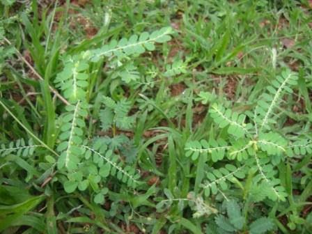 SS Moments: Keela Nelli - Phyllanthus niruri - Bhumyamalaki