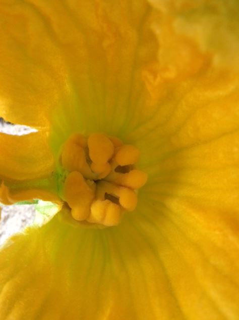 Giant Pumpkin Growing Tips From The Pumpkin Man: Troubles That Will ...